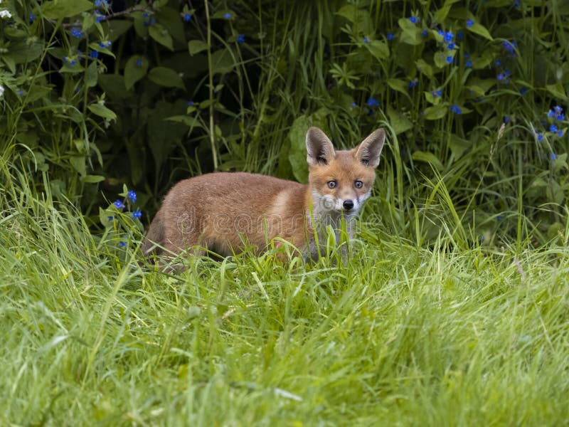 Red fox, Vulpes vulpes stock image. Image of wildlife - 278845075