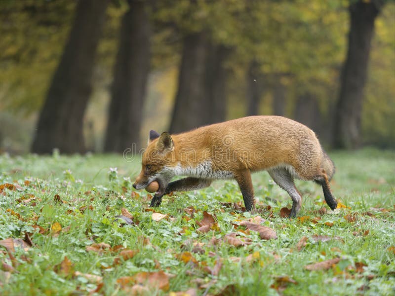 Red fox, Vulpes vulpes stock photo. Image of british - 261552658