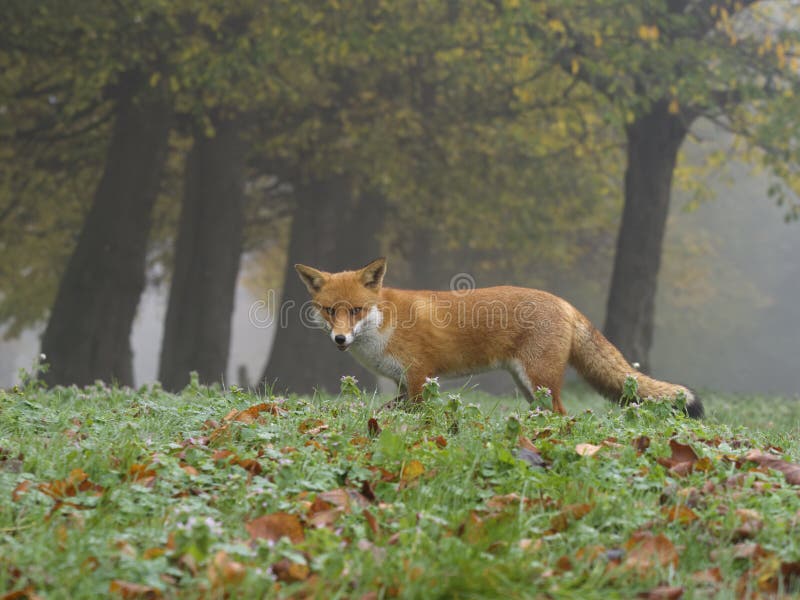 Red fox, Vulpes vulpes stock image. Image of fauna, vulpes - 261552623