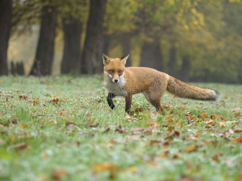 Red fox, Vulpes vulpes stock image. Image of animal - 261552647