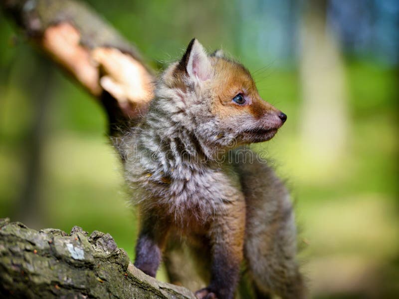 Red Fox Vulpes Vulpes, Small Cute Cub in the Spring Forest Stock Photo ...