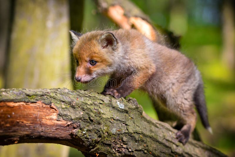 Red Fox Vulpes Vulpes, Small Cute Cub in the Spring Forest Stock Photo ...