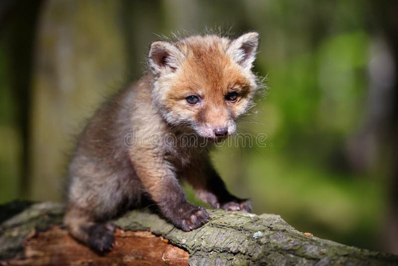 Red Fox Vulpes Vulpes, Small Cute Cub in the Spring Forest Stock Image ...