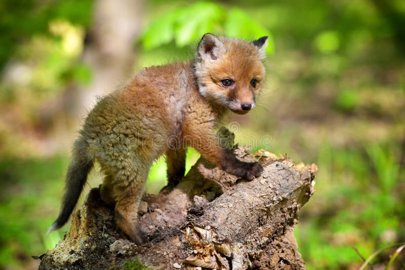Red Fox Vulpes Vulpes, Small Cute Cub in the Spring Forest Stock Image ...