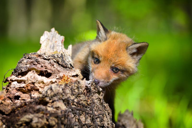 Red Fox Vulpes Vulpes, Small Cute Cub in the Spring Forest Stock Photo ...