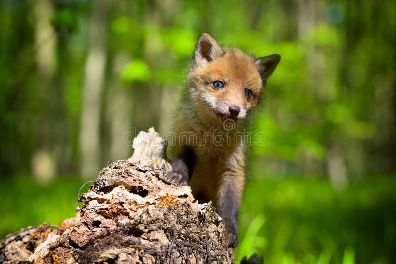 Red Fox Vulpes Vulpes, Small Cute Cub in the Spring Forest Stock Image ...