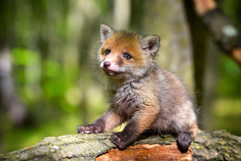 Red Fox Vulpes Vulpes, Small Cute Cub in the Spring Forest Stock Image ...