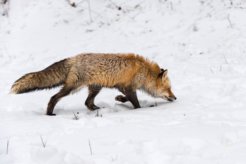 Red Fox (Vulpes Vulpes) Sniffs Snow while Moving Right Winter Stock ...