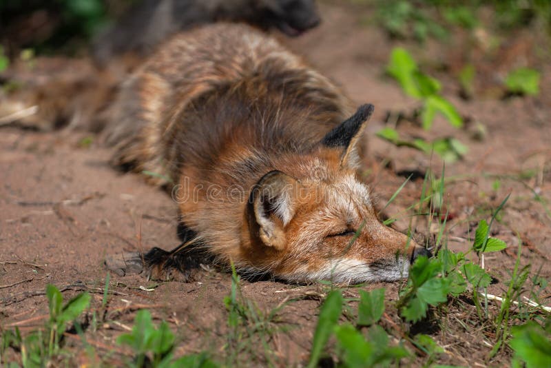 Red Fox Vulpes Vulpes Snoozes Outside Den Summer Stock Image - Image of ...