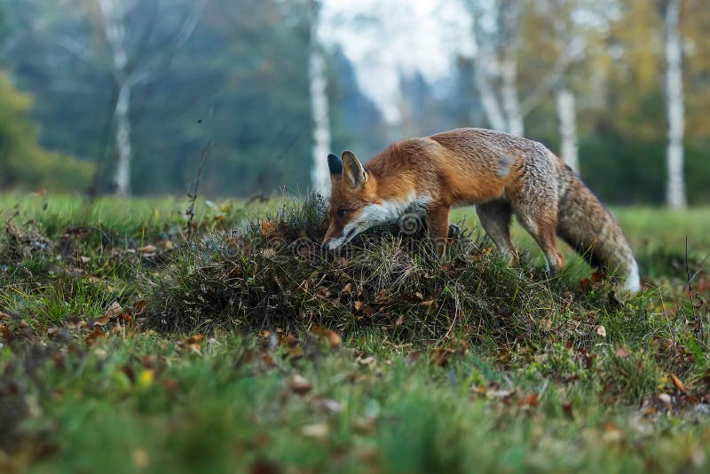 Male Red Fox Vulpes Vulpes Snout in the Meadow Stock Image - Image of ...