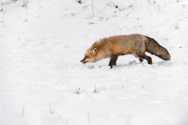 Red Fox Vulpes Vulpes Stalk Left Head Down Winter Stock Photo - Image ...