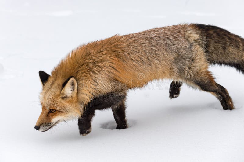 Red Fox (Vulpes Vulpes) Stalks Left Nose Down Winter Stock Photo ...