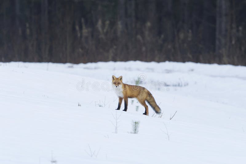 Red Fox (vulpes Vulpes) Standing in the Snow Stock Photo - Image of ...