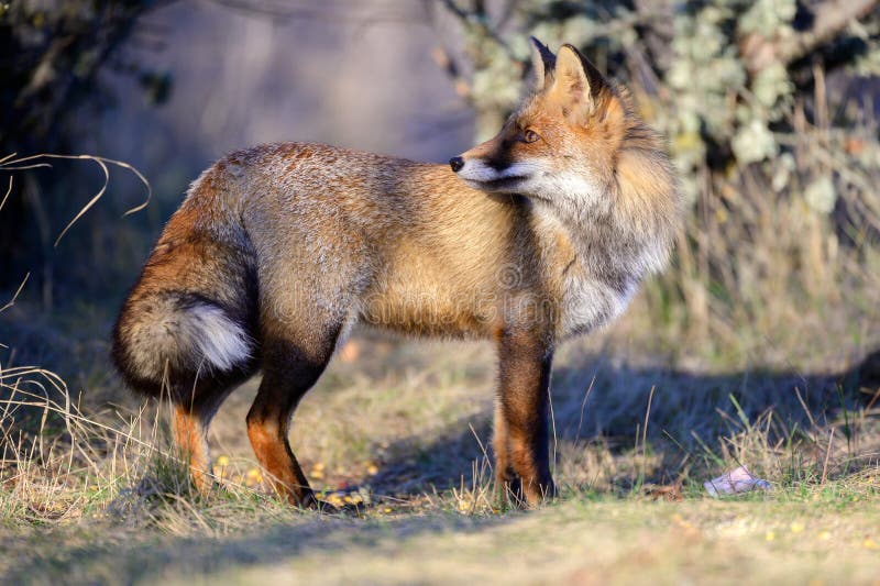 Red Fox Vulpes Vulpes. a Fox Stands in a Meadow Stock Photo - Image of ...