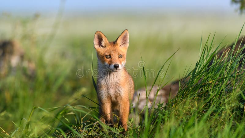 Red Fox Vulpes Vulpes. a Fox Stands in a Meadow Stock Image - Image of ...