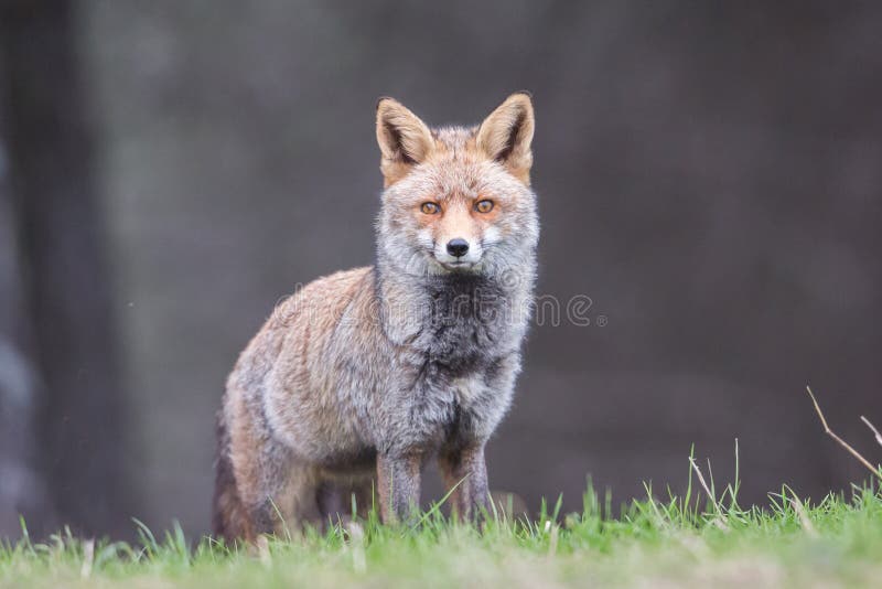 Red Fox & X28;Vulpes Vulpes& X29; Staring at Camera, Spain Stock Photo ...