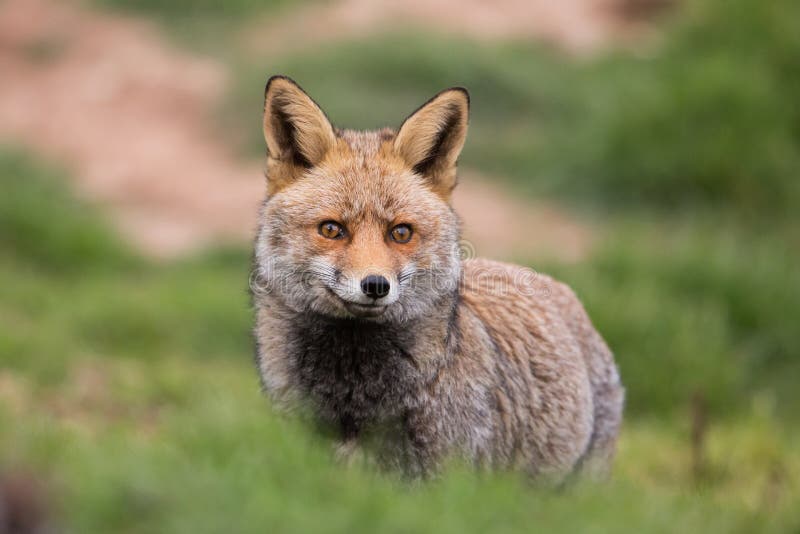 Red Fox (Vulpes Vulpes) Staring at Camera, Spain Stock Image - Image of ...