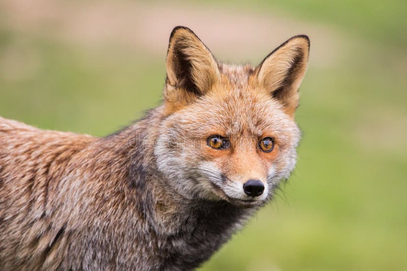 Red Fox (Vulpes Vulpes) Staring at Camera, Spain Stock Photo - Image of ...