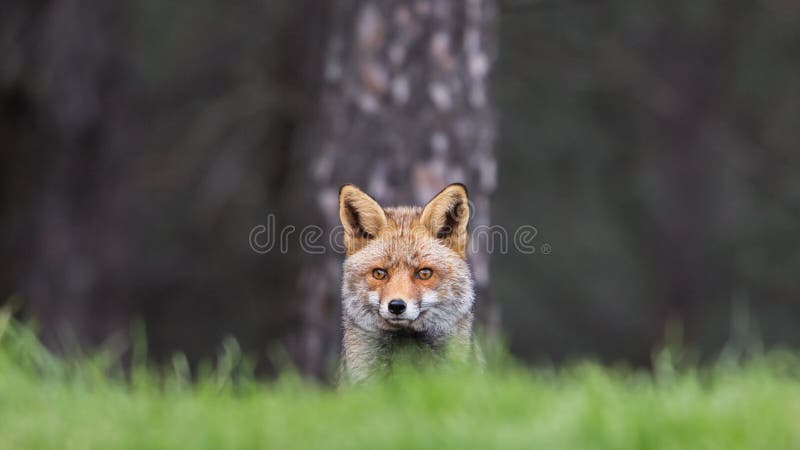 Fox staring at the camera stock image. Image of paradiso - 60806529