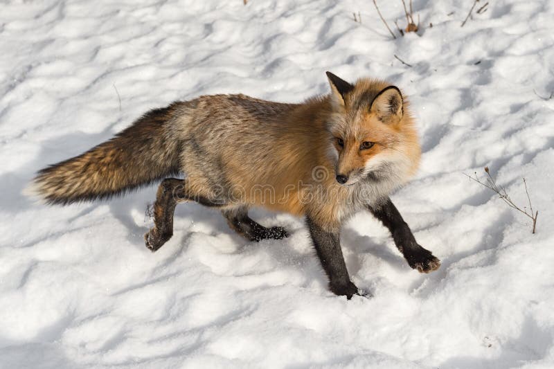 Red Fox Vulpes Vulpes Stops To Turn Left while Moving Right Winter ...