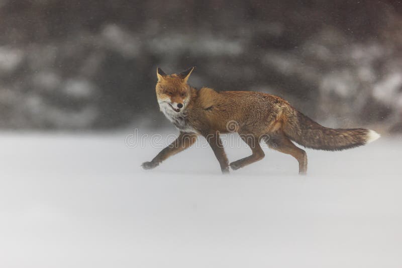 Male Red Fox (Vulpes Vulpes) in Strong Winds Against Snowfall Stock ...