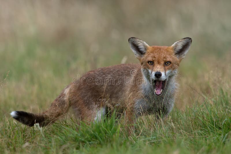 Red Fox Vulpes vulpes stock image. Image of vulpine - 102325853