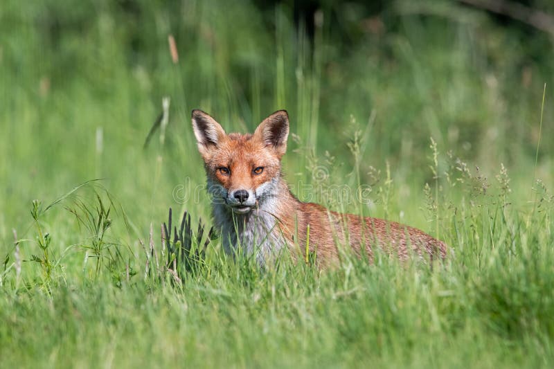 Red Fox, Vulpes vulpes stock photo. Image of vulpes - 241433284