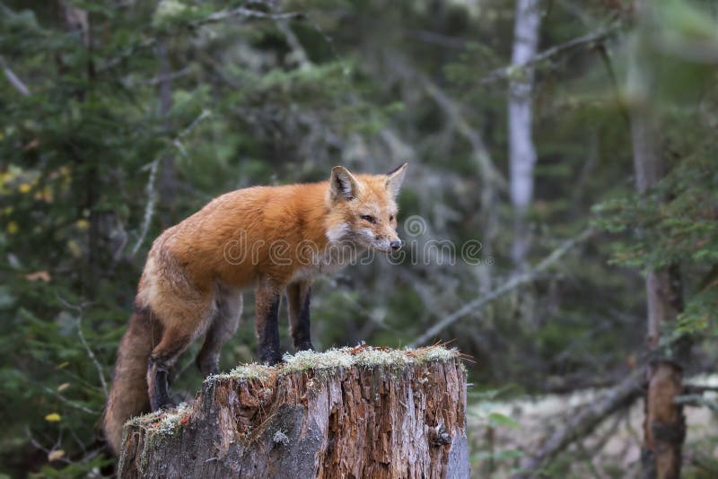 Red Fox Vulpes Vulpes on Tree Stump in Algonquin Park, Canada Stock ...