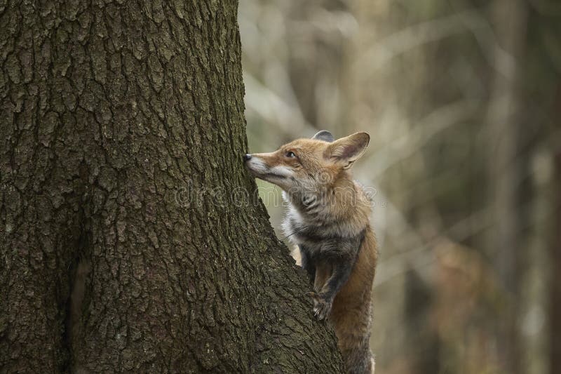 Red Fox (Vulpes Vulpes) with Tree in Wildlive Scenery Stock Image ...