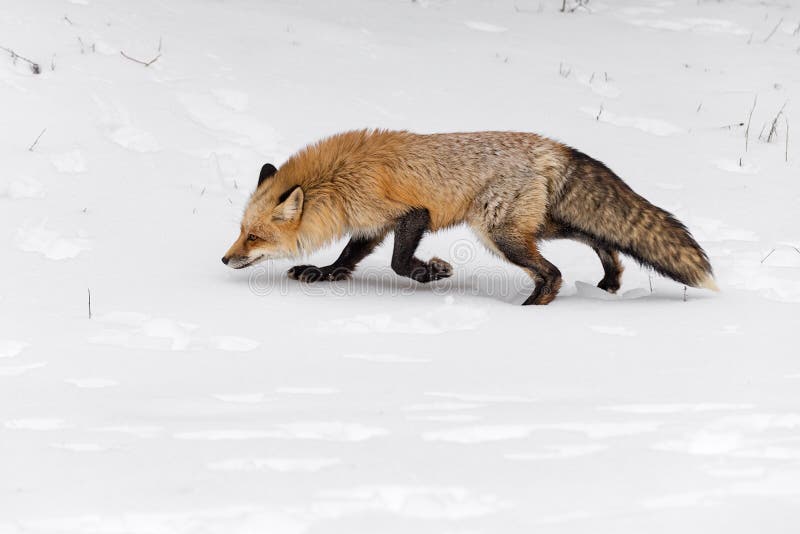 Red Fox Vulpes Vulpes Trots Left Head Down Winter Stock Photo - Image ...