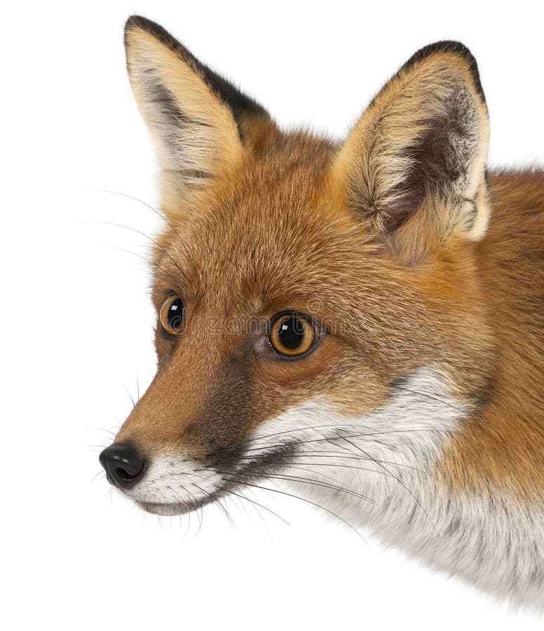 Head of Red Fox Isolated on White Stock Photo - Image of europe, close ...