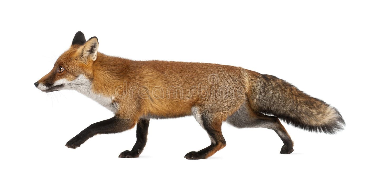 1,449 Fox Side View Stock Photos - Free & Royalty-Free Stock Photos ...