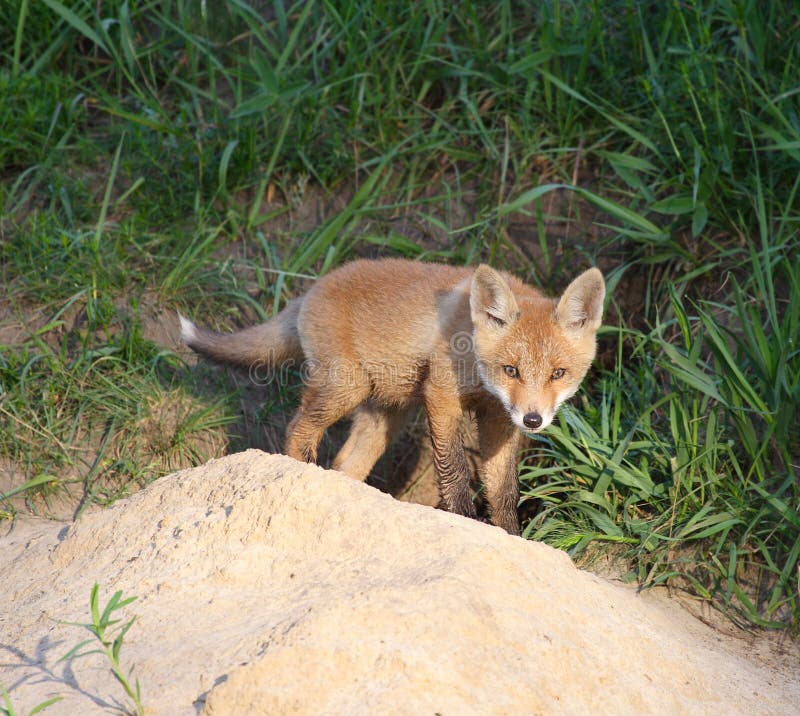 Red Fox ( Vulpes vulpes ) stock photo. Image of reserve - 4102448