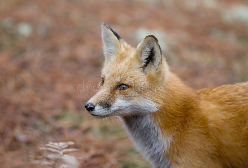 Red fox in autumn forest stock photo. Image of outdoor - 83188388