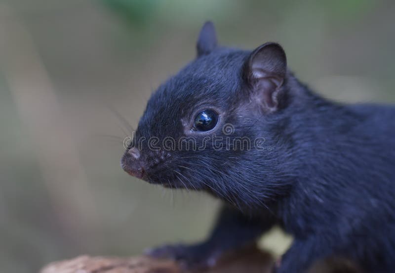 Melanistic Black chipmunk stock image. Image of tree - 84847089
