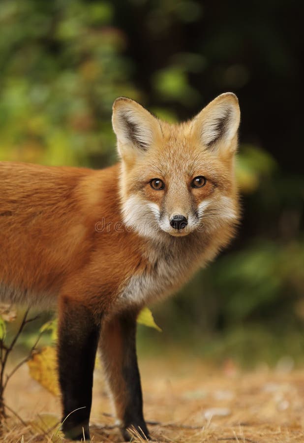 Red fox in autumn forest stock photo. Image of front - 84789102