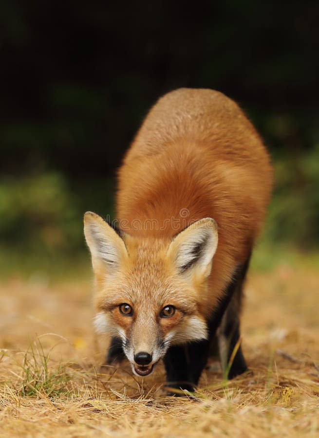 Red Fox Standing on Pine Needles Stock Photo - Image of portrait ...