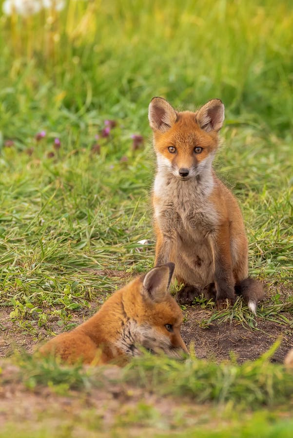 The Red Fox Vulpes Vulpes is the only Central European Representative ...