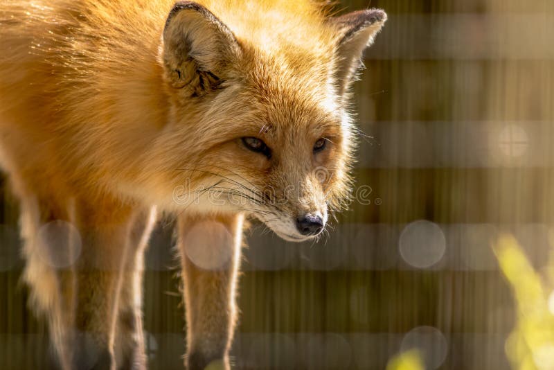 Red Fox Close-up in Soft Light Stock Photo - Image of close, single ...