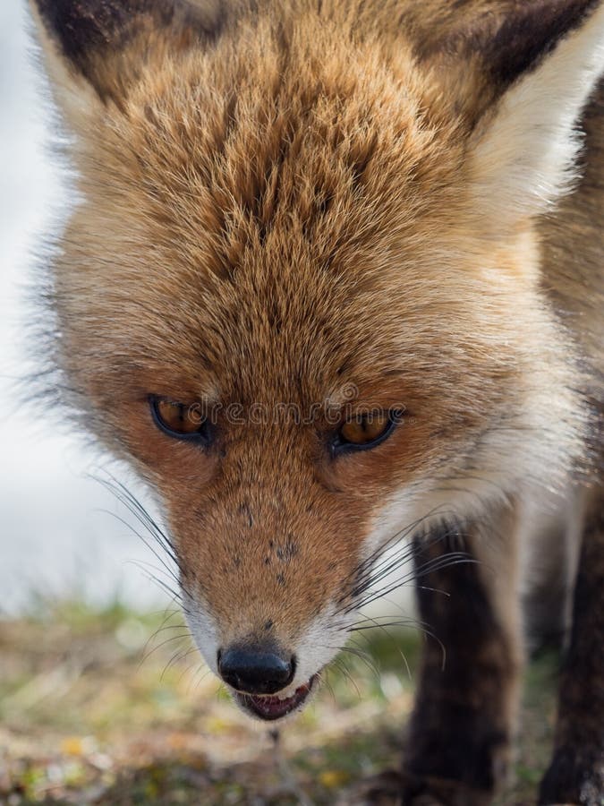 Red Fox (Vulpes Vulpes) Close-up Portrait Stock Image - Image of cute ...
