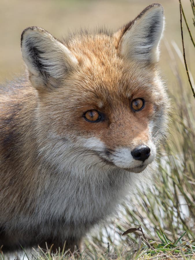 Red Fox (Vulpes Vulpes) Close-up Portrait Stock Photo - Image of vulpes ...