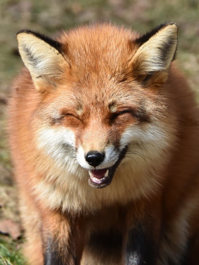132 Fox Laughing Photos - Free & Royalty-Free Stock Photos from Dreamstime