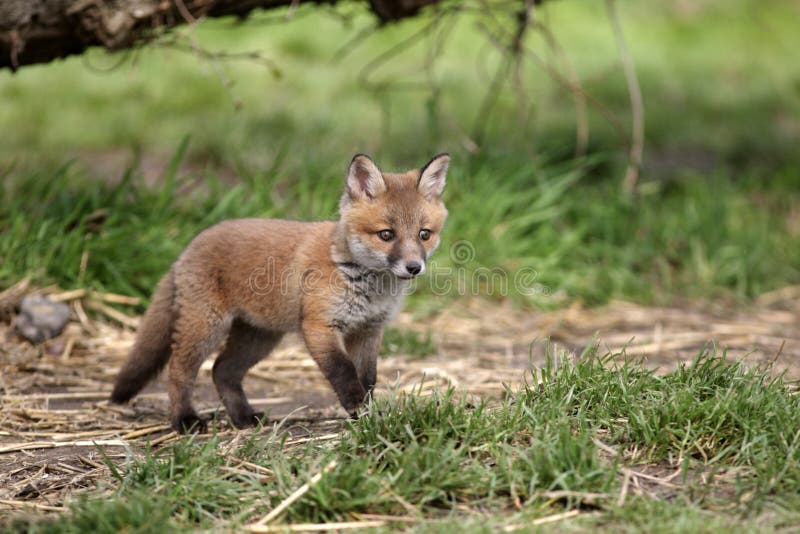 Red fox, Vulpes vulpes stock image. Image of nature, wildlife - 33325915
