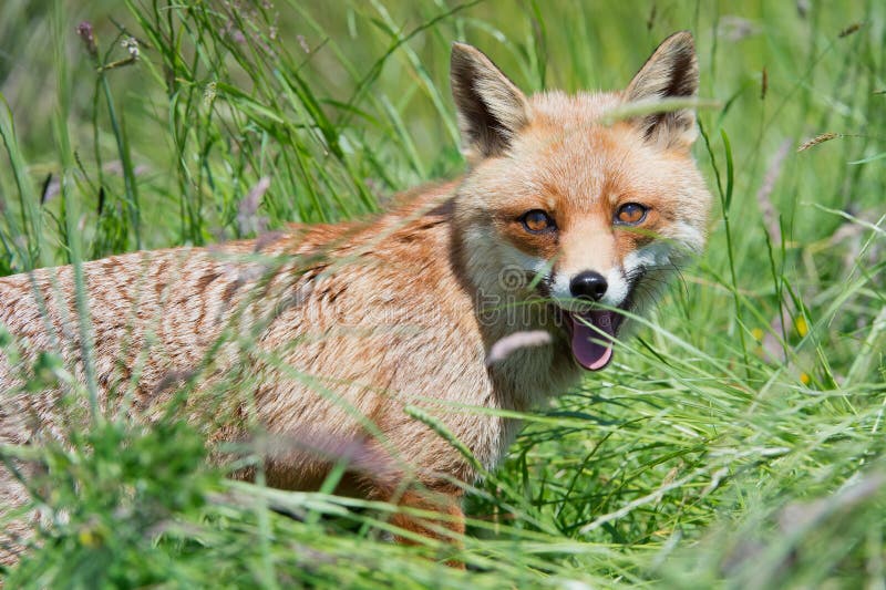 Red Fox (Vulpes Vulpes) stock image. Image of organism - 63636419