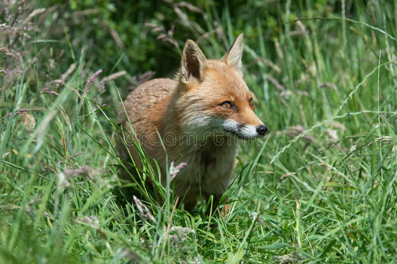 Red Fox (Vulpes Vulpes) stock image. Image of vulpine - 63636477