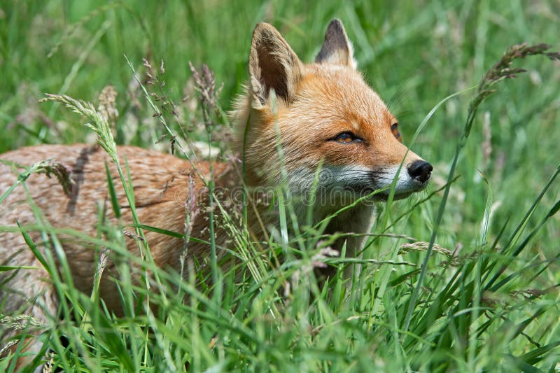 Red Fox (Vulpes Vulpes) stock photo. Image of vulpine - 64087394