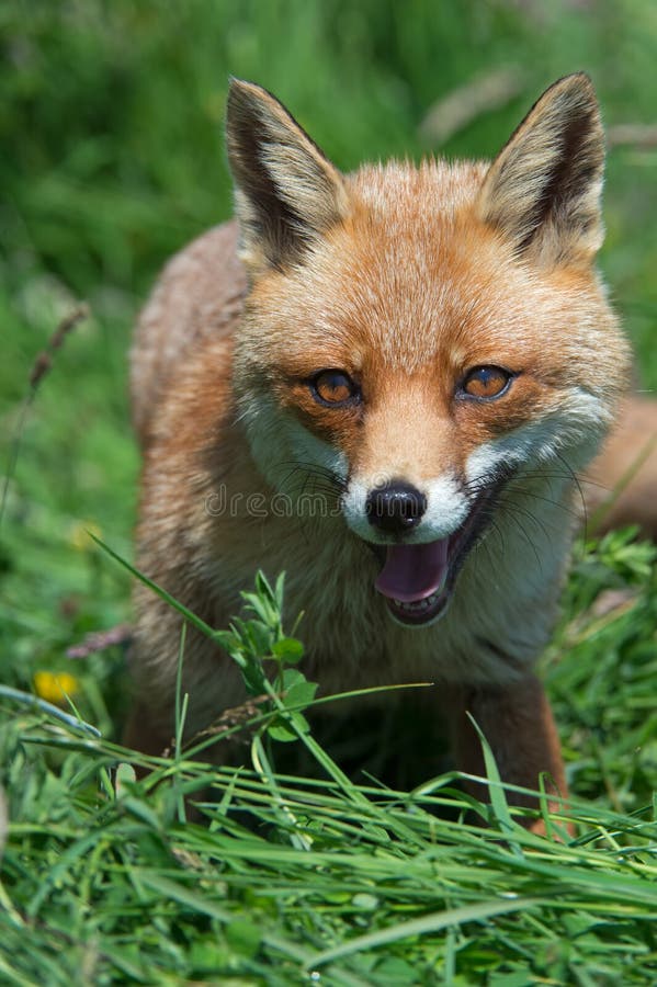 Red Fox (Vulpes Vulpes) stock photo. Image of organism - 64087690