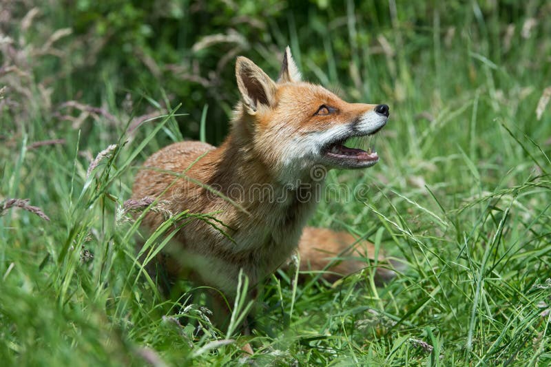 Red Fox (Vulpes Vulpes) stock photo. Image of persecuted - 64087898