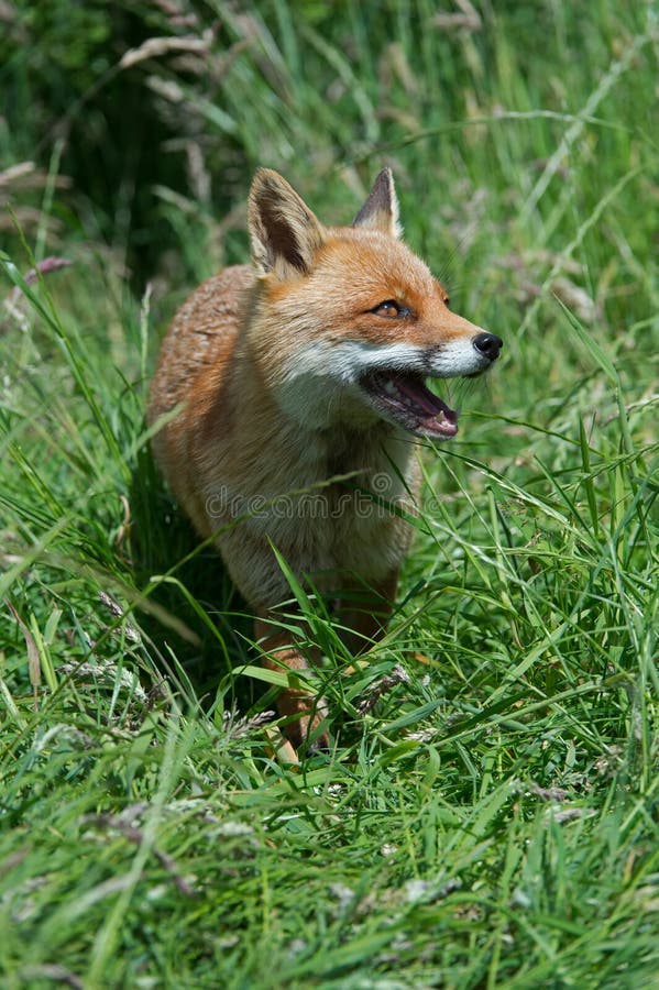 Red Fox (Vulpes Vulpes) stock image. Image of wood, rabies - 64481153