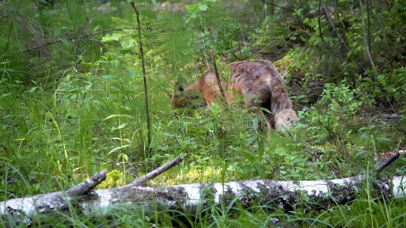 Red Fox, Vulpes Vulpes, Eats a Hunted Mouse in the Forest. Stock ...